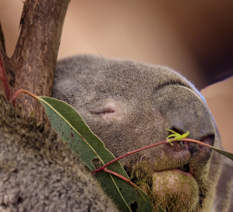 A Sleeping Australian Koala Stock Photo - Image of natural, australia ...