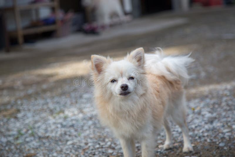 Dog looking forward stock image. Image of breed, expression - 108420737
