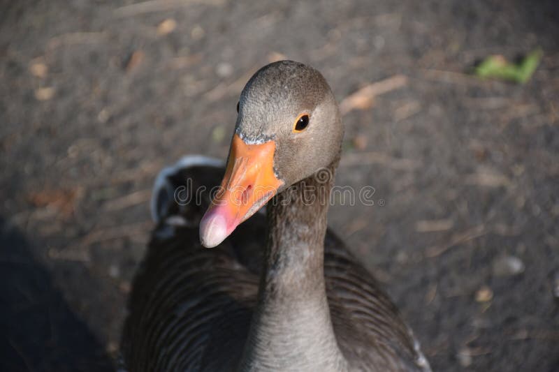 Close Up of the Face of a Duck Stock Image - Image of eyes, duck: 384522119