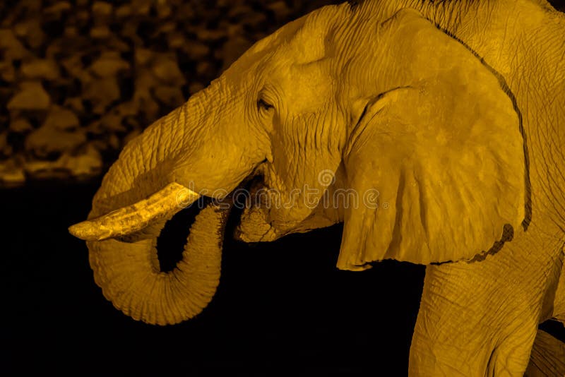 Close Up of the Face of an Elephant at Night Stock Image - Image of ...