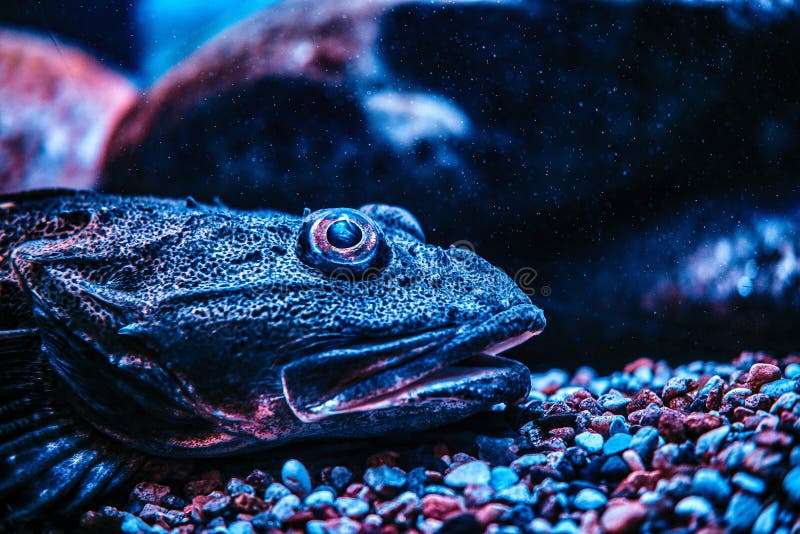 Close-up Face Exotic Fish Lying on the Bottom in the Oceanarium Stock ...