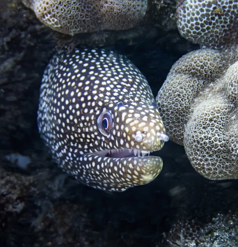 Close Up Face First View Moray Eel Underwater in Hawaii Stock Photo ...