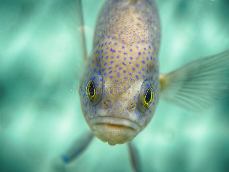 Fish face close up stock image. Image of creature, skin - 5131467