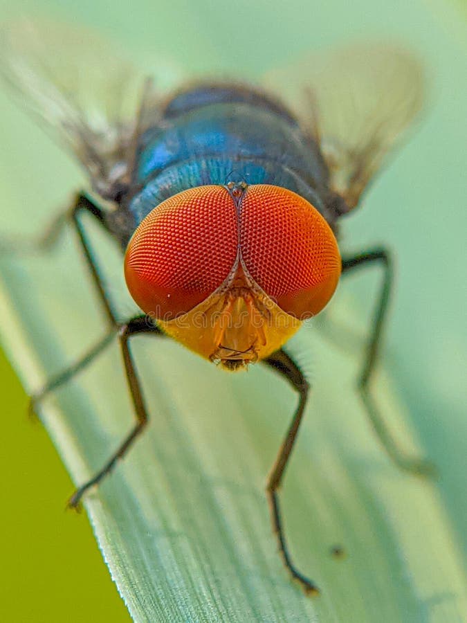 Close Up of the Face of a Fly with Big Red Eyes. Front View Stock Photo ...