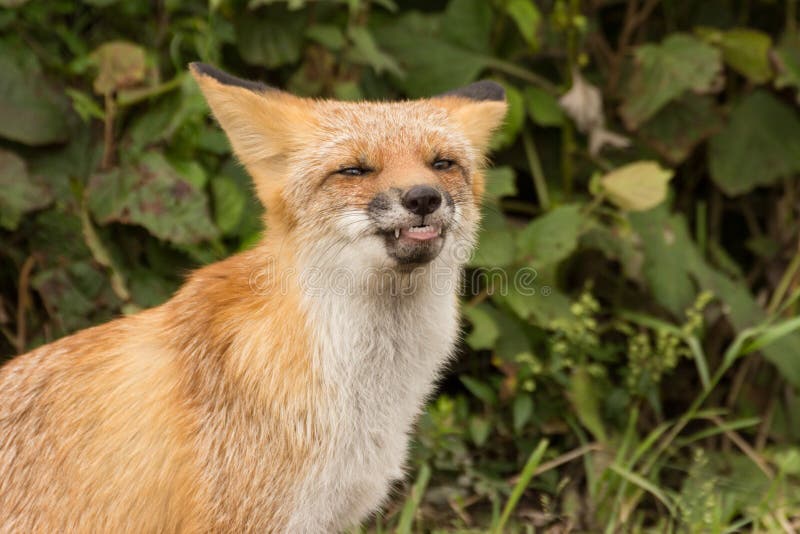 Close-up of the Face of a Fox Smiling Stock Image - Image of furry ...