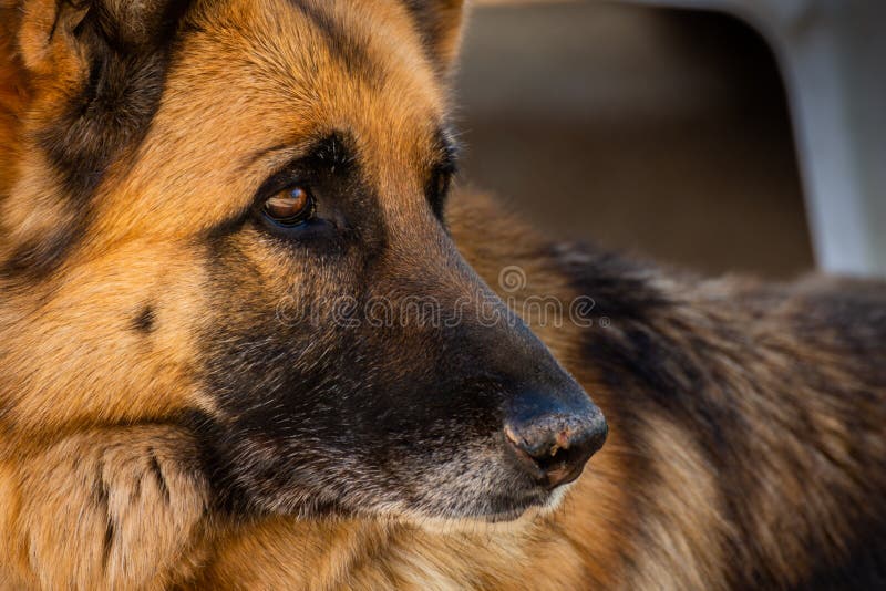 Close-up of the Face of a German Shepherd Dog. Beautiful Portrait of a ...