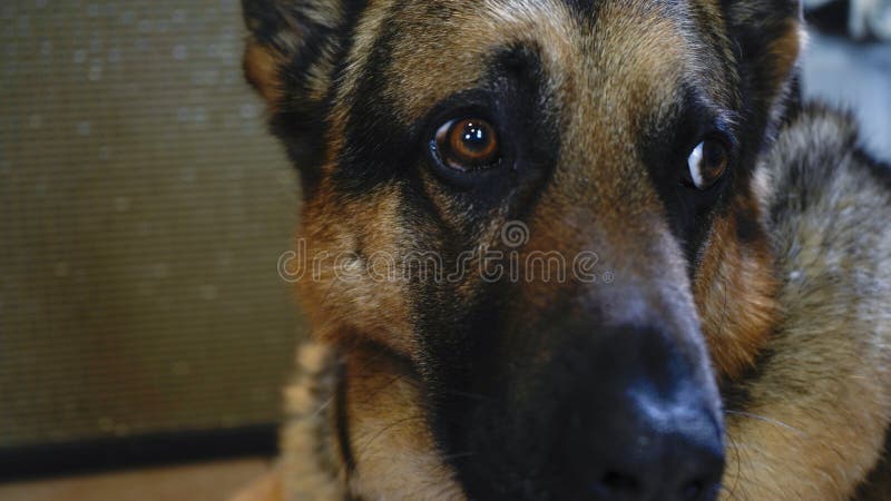 Close Up of the Face of a German Shepherd Dog at Home with Sad and ...