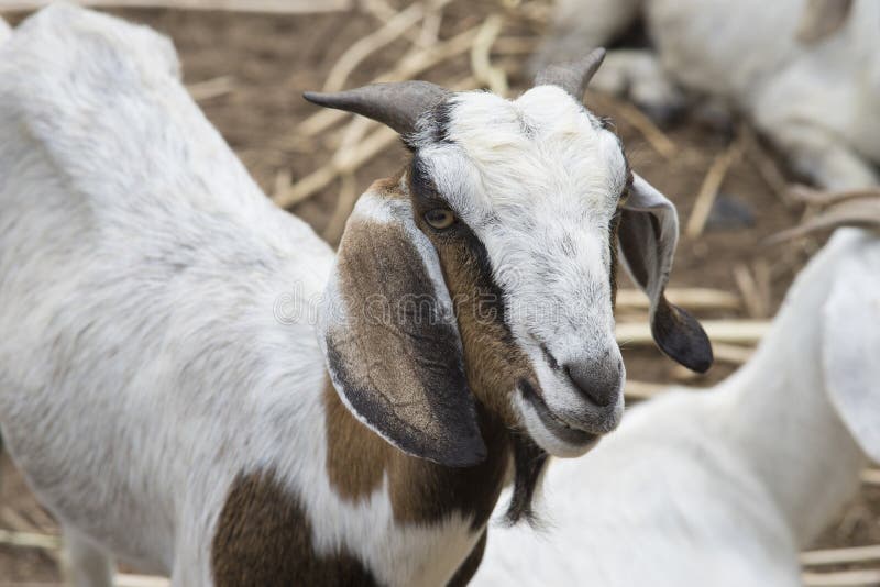 Close Up Face of Goat, Goat Portrait Stock Photo - Image of country ...