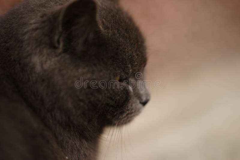 Close Up Face of an Grey British Cat, Side View Stock Image - Image of ...