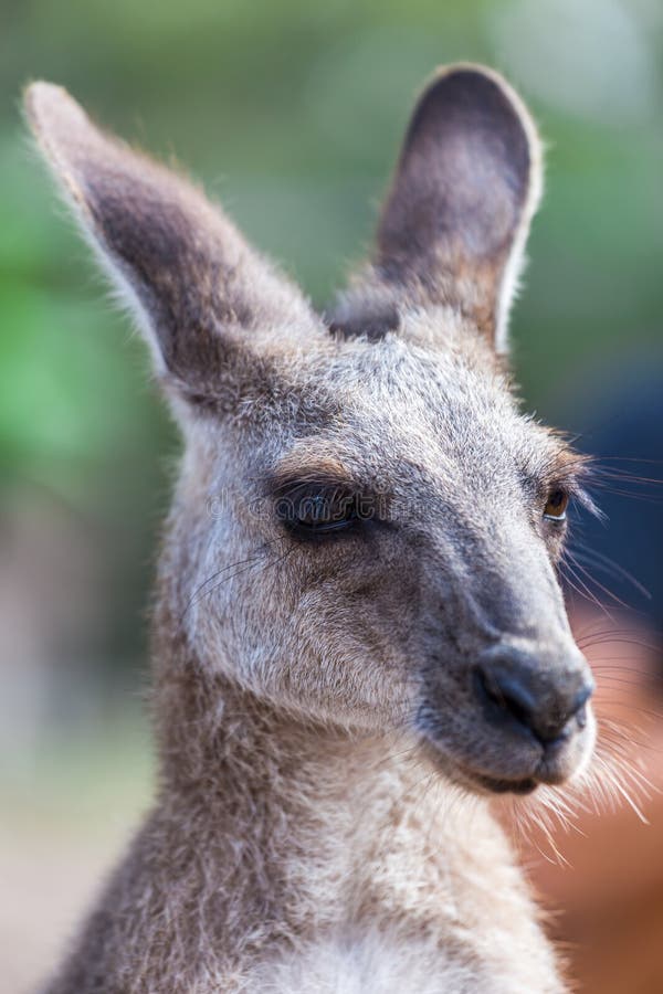 Close-Up of Face of Grey Kangaroo, Queensland, Australia Stock Photo ...