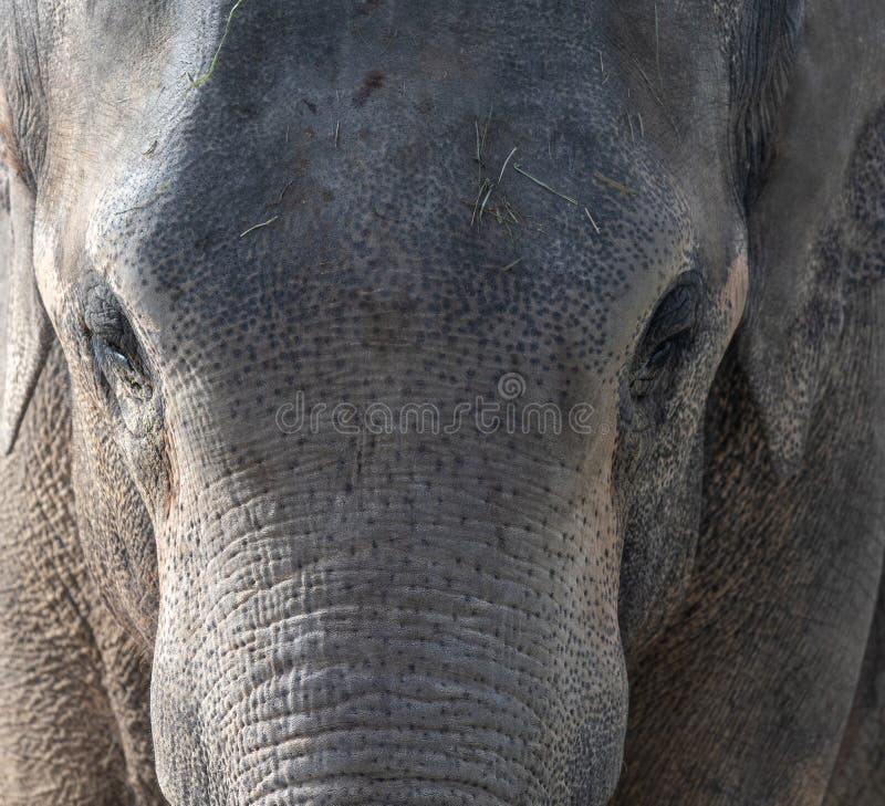 Close Up of the Face of an Indian Elephant Stock Photo - Image of close ...