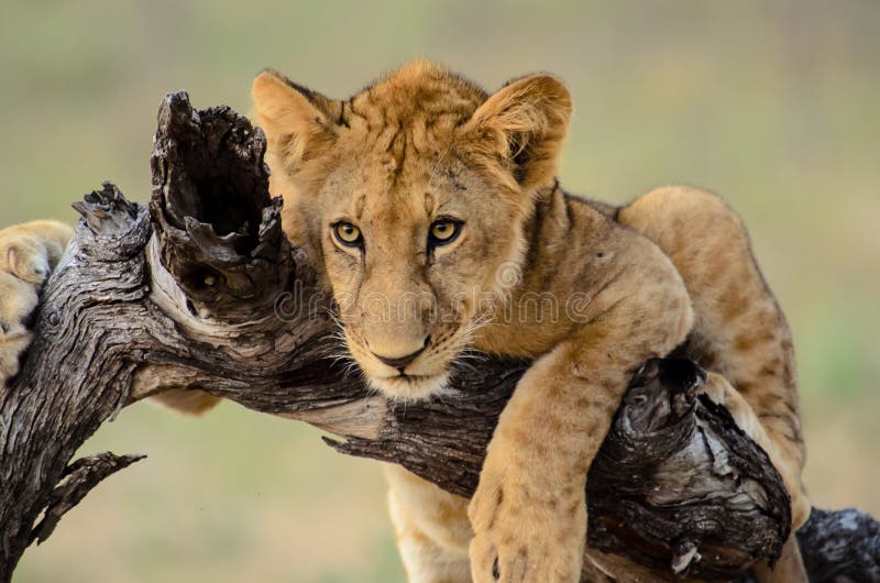 Close Up of the Face of a Lion Cub Stock Photo - Image of mammals ...