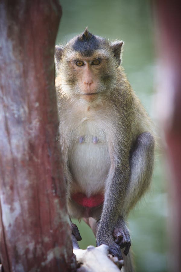 Close Up Face of Long Tailed Macaque Monkey in Wilderness Stock Image ...
