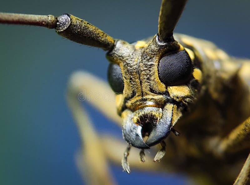 Close Up Face of Longhorn Beetle Stock Photo - Image of smartphone ...