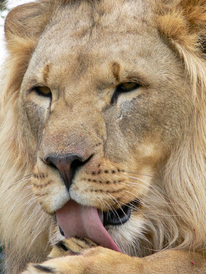 Close Up of the Face of a Male Lion Stock Image - Image of feed, lion ...
