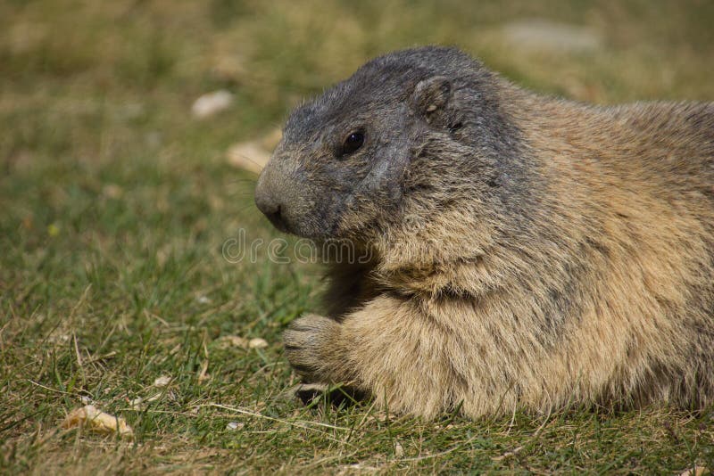 Alpine Mamrot Stock Photos - Free & Royalty-Free Stock Photos from ...