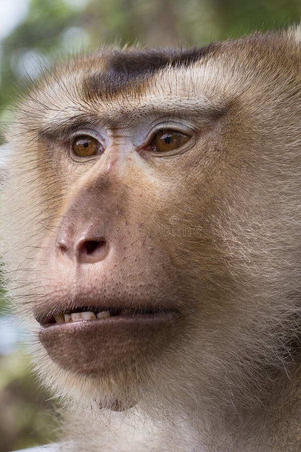 Monkey, Monkey Face Portrait, Jungle Monkey Close Up, Monkey Ape Stock ...