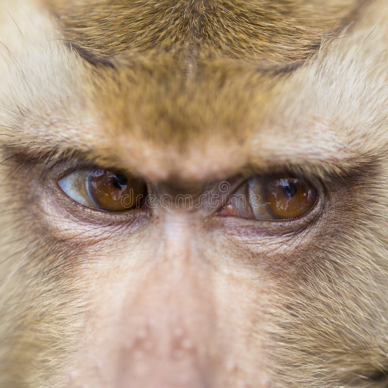 Close Up Face Dusky Leaf Monkey Stock Photo - Image of malaysia, forest ...