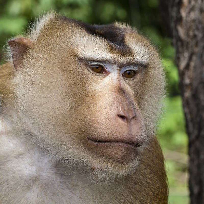 Close Up Face Monkey, Thailand Stock Image - Image of eyebrows, asia ...