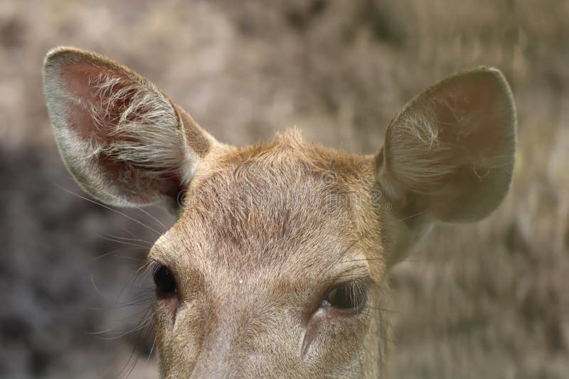 Close up the face stock image. Image of mammal, animal - 315776717