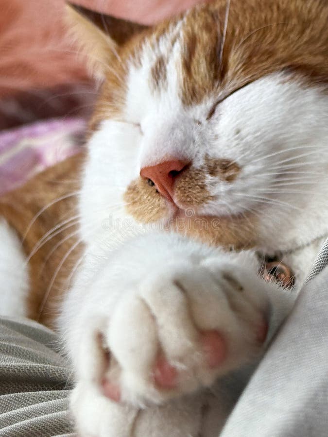 A Close-up of the Face and Paw of an Orange Cat. Stock Photo - Image of ...