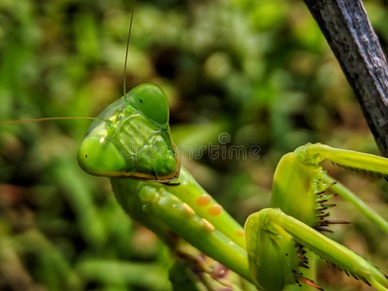 Close Up Face of a Praying Mantis Stock Photo - Image of close, praying ...