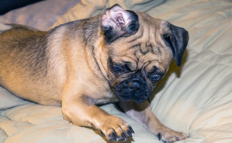The close-up face of a Pug stock photo. Image of doggy - 220987384