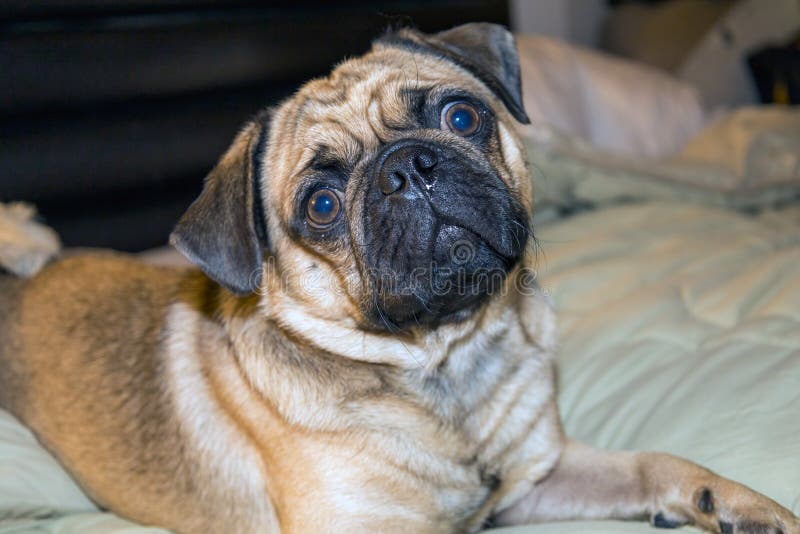 The close-up face of a Pug stock photo. Image of adorable - 220987386