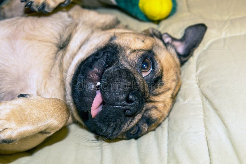 The close-up face of a Pug stock photo. Image of drawn - 220987390