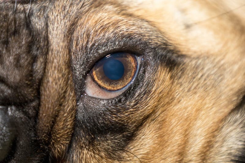 The close-up face of a Pug stock image. Image of flat - 229811119