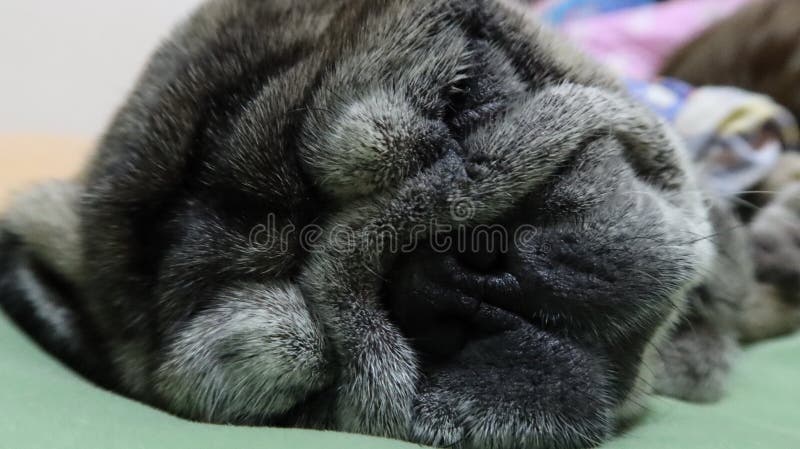 Close-up Face Pug, Fat Dog with a Wrinkled Face, Funny Face. Stock ...