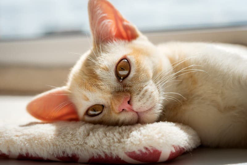 Close-up of the Face of a Red Burmese Kitten Stock Photo - Image of ...