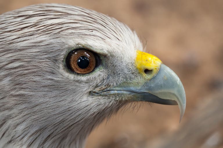 423 Arabic Hawk Stock Photos - Free & Royalty-Free Stock Photos from ...