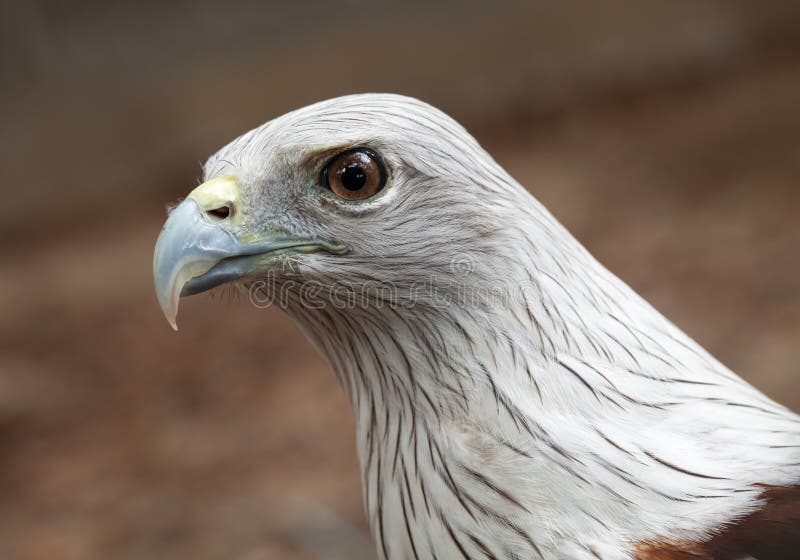 Red hawk. stock photo. Image of hawk, beautiful, birds - 30107526