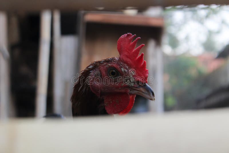 Close Up of the Face of a Rooster in an Open Farm Cage. Stock Photo ...