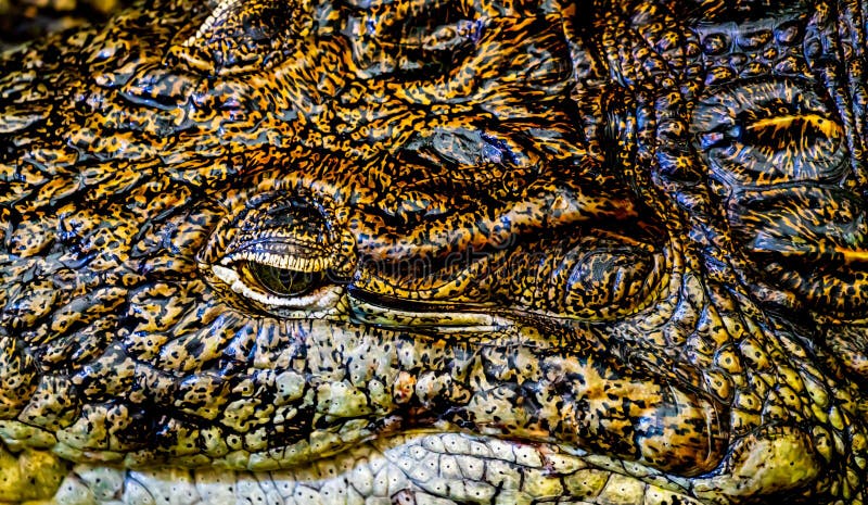 Head of a Large Crocodile with Camo Pattern Stock Image - Image of croc ...