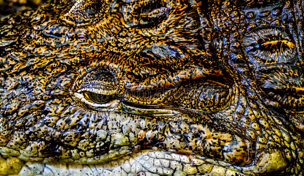 Crocodile Poaching Stock Photos - Free & Royalty-Free Stock Photos from ...