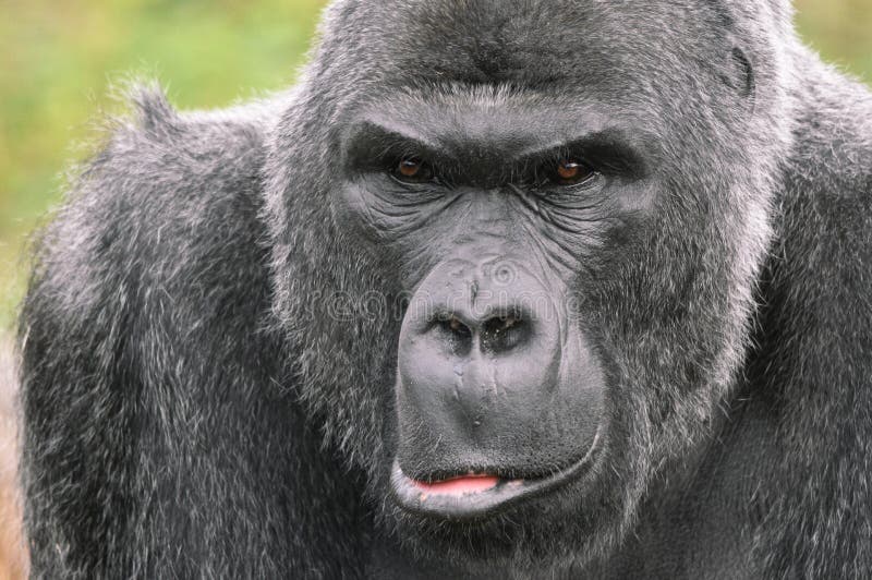 Silverback Gorilla Portrait Stock Photo - Image of face, endangered ...