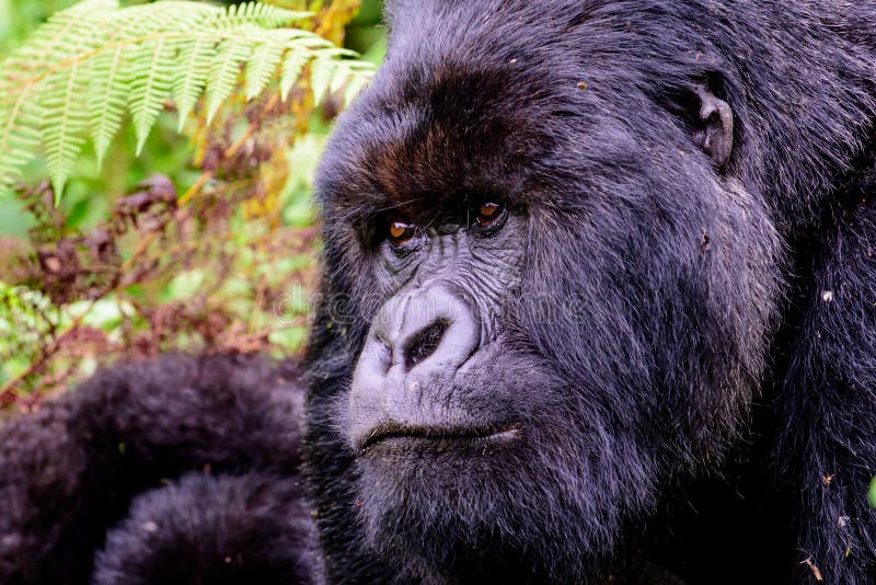 Silverback Mountain Gorilla Face Up Close Stock Image - Image of face ...