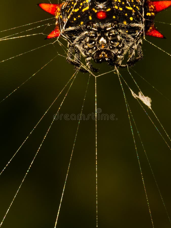 Close Up of the Face of a Spinybacked Spider Stock Photo - Image of ...