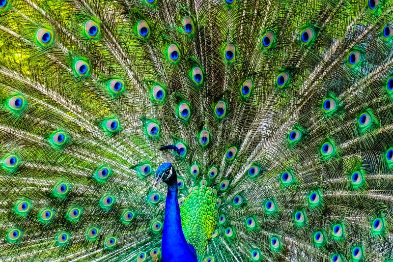 A Close-up To a Wild Florida Marsh Rabbit Stock Photo - Image of animal ...