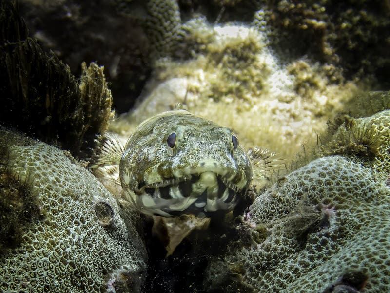 Close Up Face and Teeth of Lizard Fish on Coral Underwater Stock Image ...