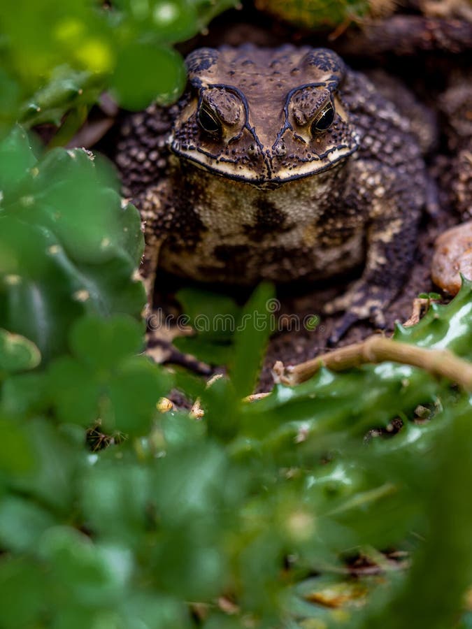 The Face of a Toad Bufo Melanostictus Stock Photo - Image of reptile ...