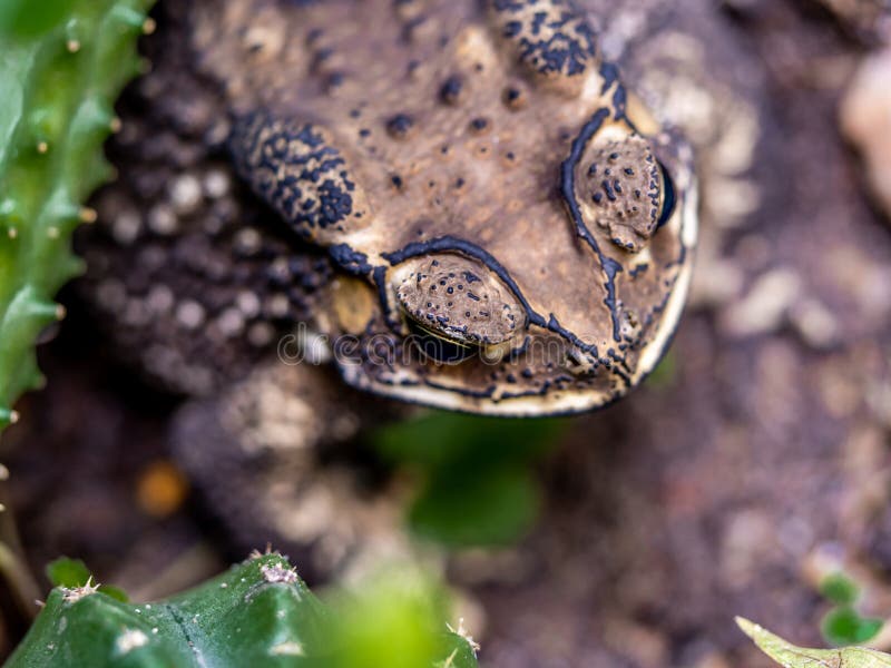 Close-up of the Head of a Toad Bufo Melanostictus Stock Photo - Image ...
