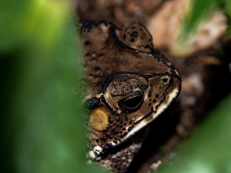 Closeup of the Face of a Toad Bufo Melanostictus Stock Photo - Image of ...
