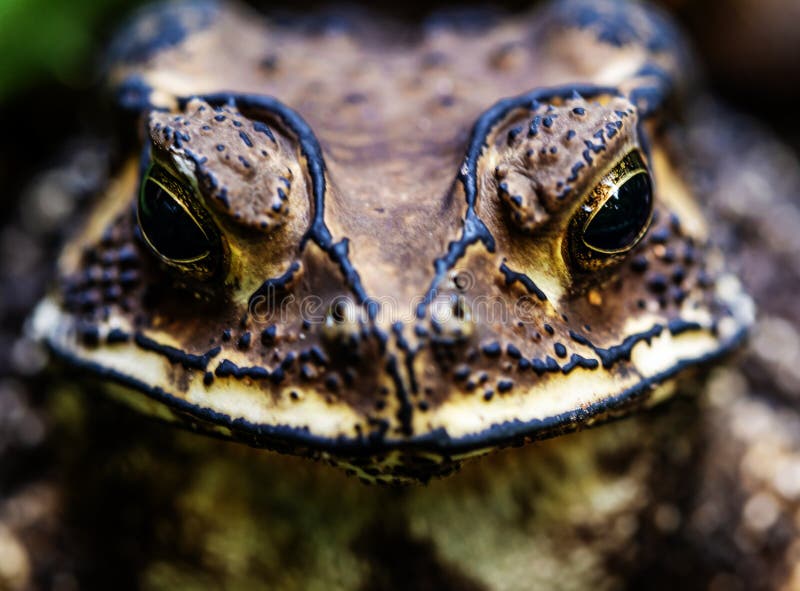 The Face of a Toad Bufo Melanostictus Stock Photo - Image of anura ...
