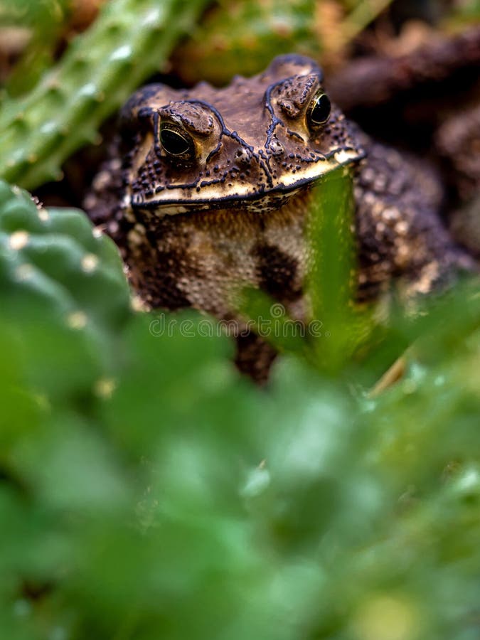 Close-up of the Face of a Toad Bufo Melanostictus Stock Photo - Image ...