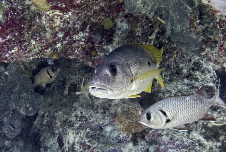 Close Up Face of Tropical Snapper with Sharp Teeth Underwater Stock ...