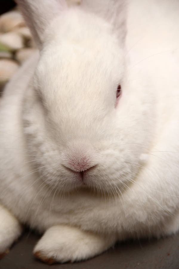 Face of the White Furry Rabbit. Stock Photo - Image of flower, door ...