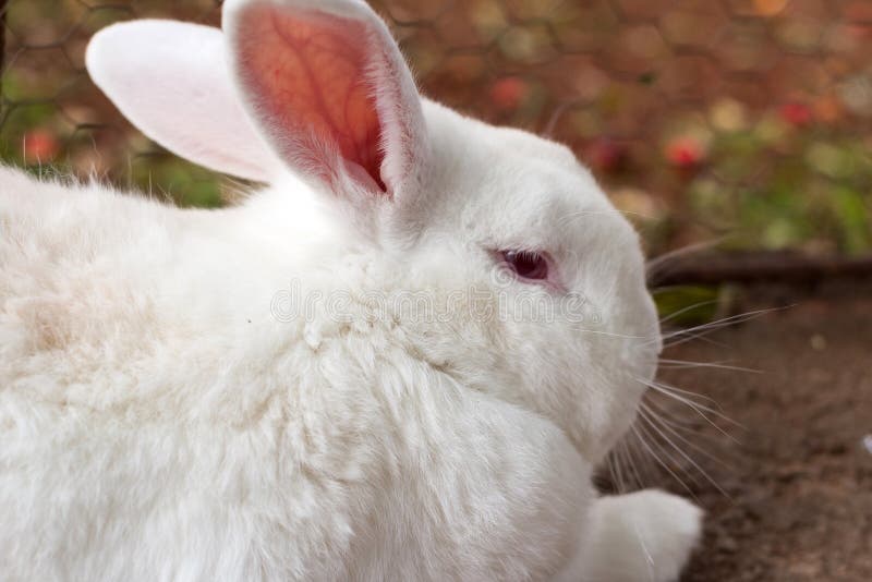 Face of the White Furry Rabbit. Stock Image - Image of adorable, bunny ...